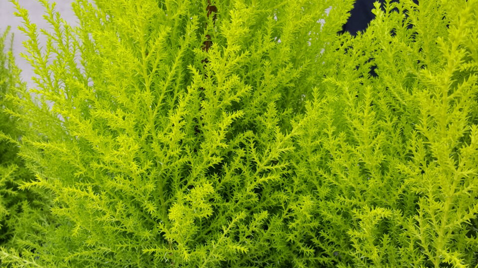 Here are some real camera samples from the Samsung Galaxy S6 ...