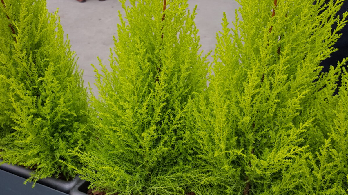 Here are some real camera samples from the Samsung Galaxy S6 ...