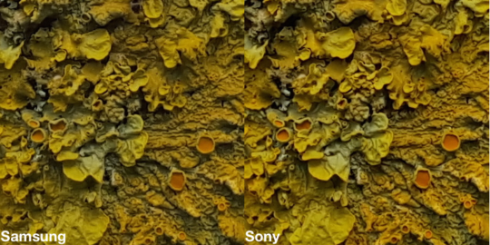 Here's the difference between Samsung and Sony camera sensors on the ...