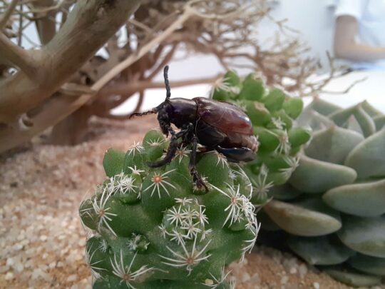 Samsung Galaxy A51 preview: Quad camera and Android 10 on a budget - SamMobile