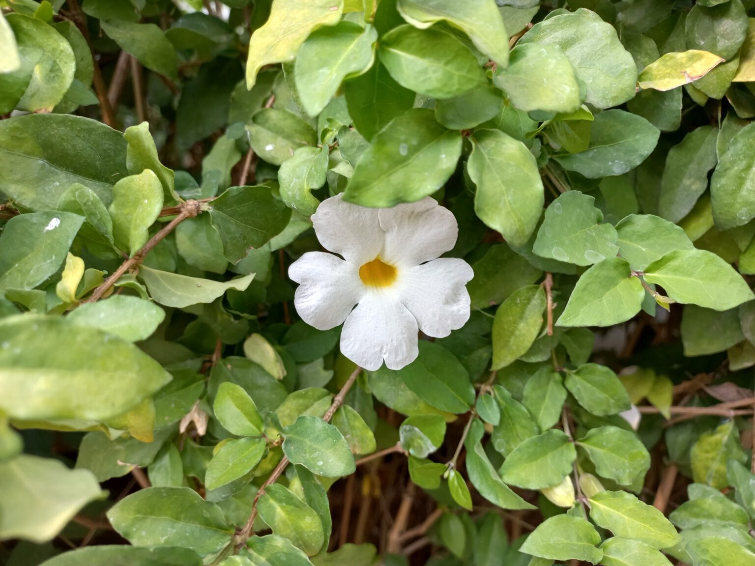 Samsung Galaxy A32 review: A little too slow for 2021 - SamMobile