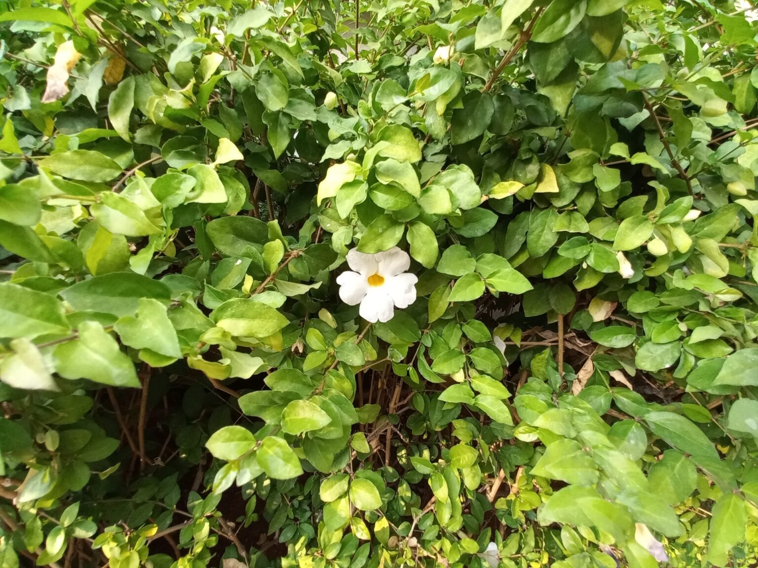 Samsung Galaxy A32 review: A little too slow for 2021 - SamMobile