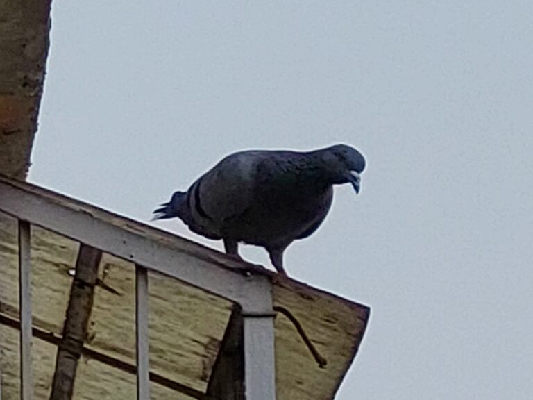 Samsung Galaxy A72 review: Excellent phone that could have been better ...