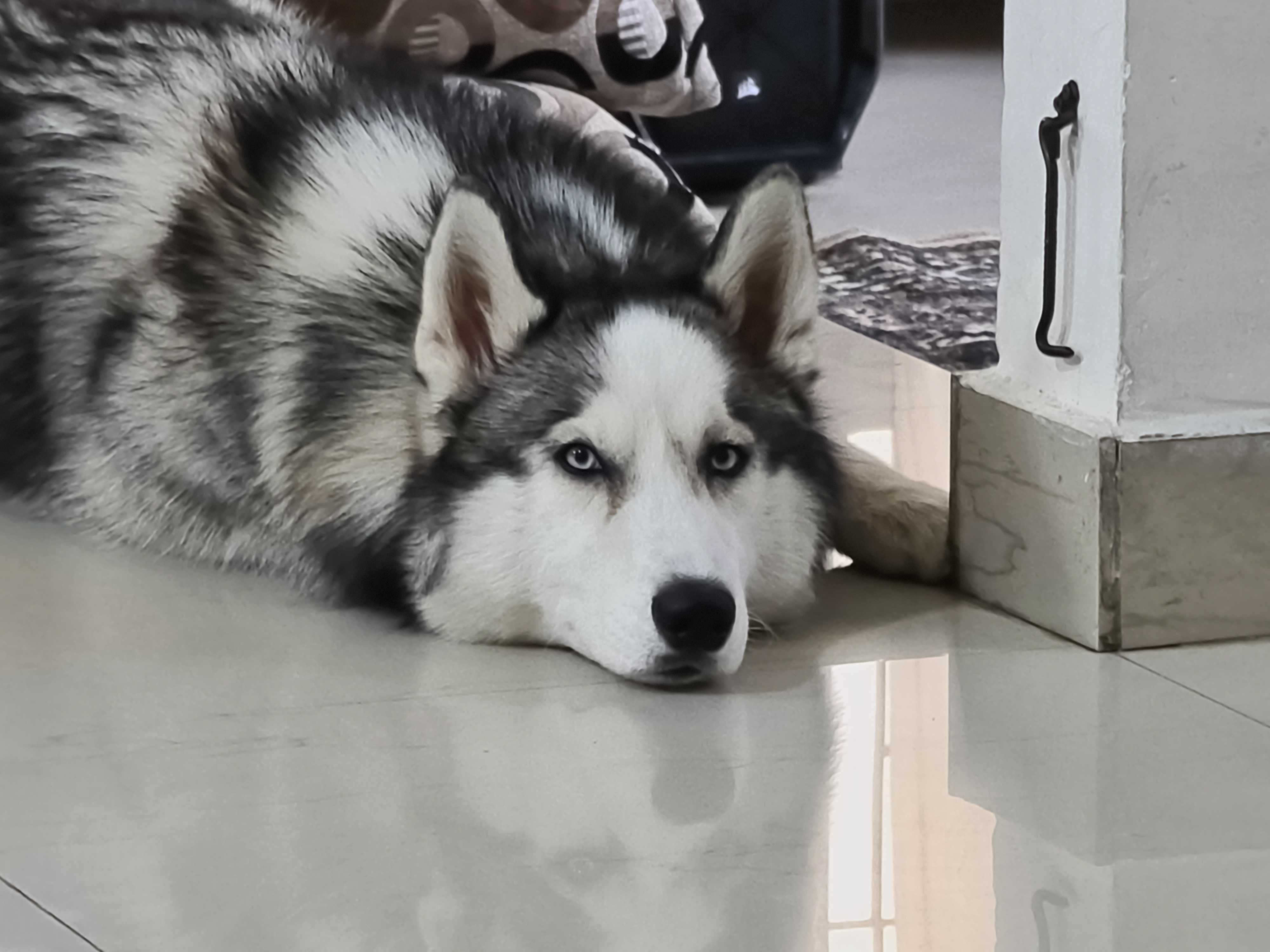 Dog photos are stopping me from jumping to Samsung's foldables - SamMobile