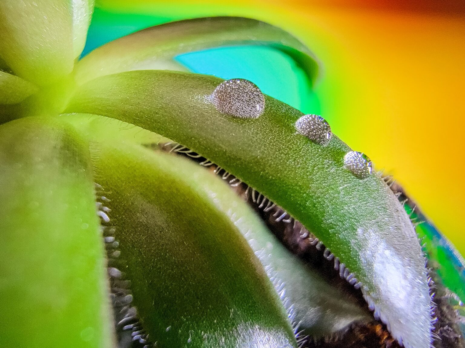 Master macro photography on your Samsung Galaxy phone with these tips ...