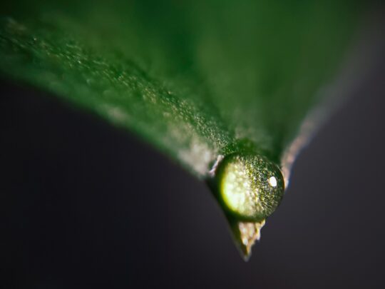 Master macro photography on your Samsung Galaxy phone with these tips ...