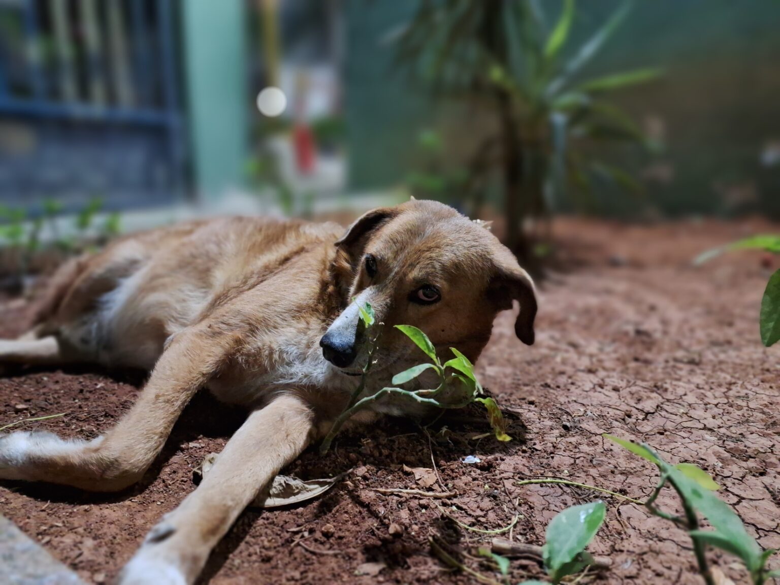 Samsung Galaxy F54 (M54) review: A solid mid-range phone - SamMobile