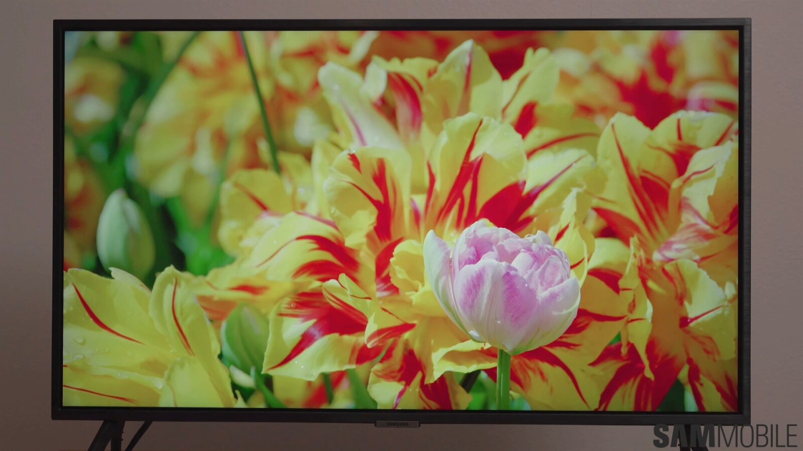 Samsung Q60D TV review: Solid display and features at unbeatable price ...